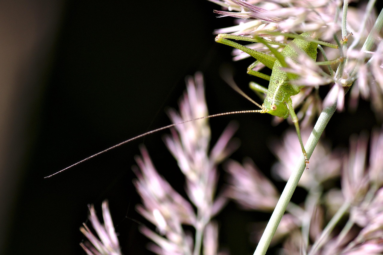 Bugs & Weeds: A Natural Balance - Pend Oreille County Library District